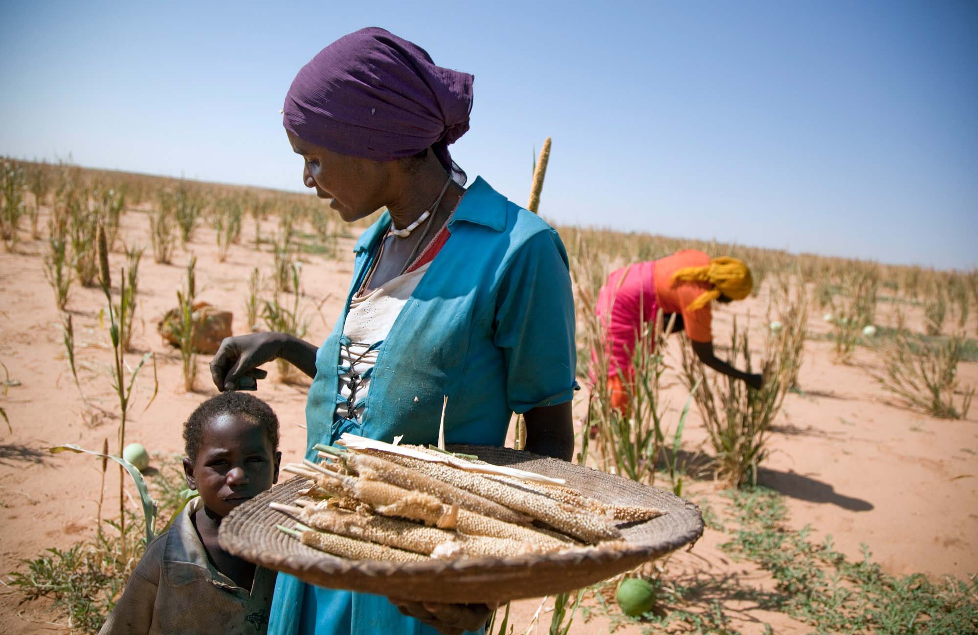Deaths, kidnapping, and threats as herdsmen force cattle onto Darfur ...