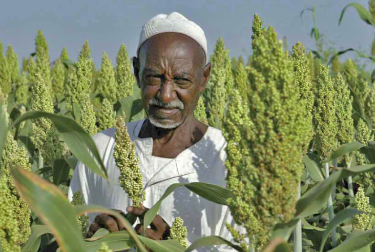 Wheat cultivation halved in Sudan’s El Gezira scheme - Dabanga Radio TV ...